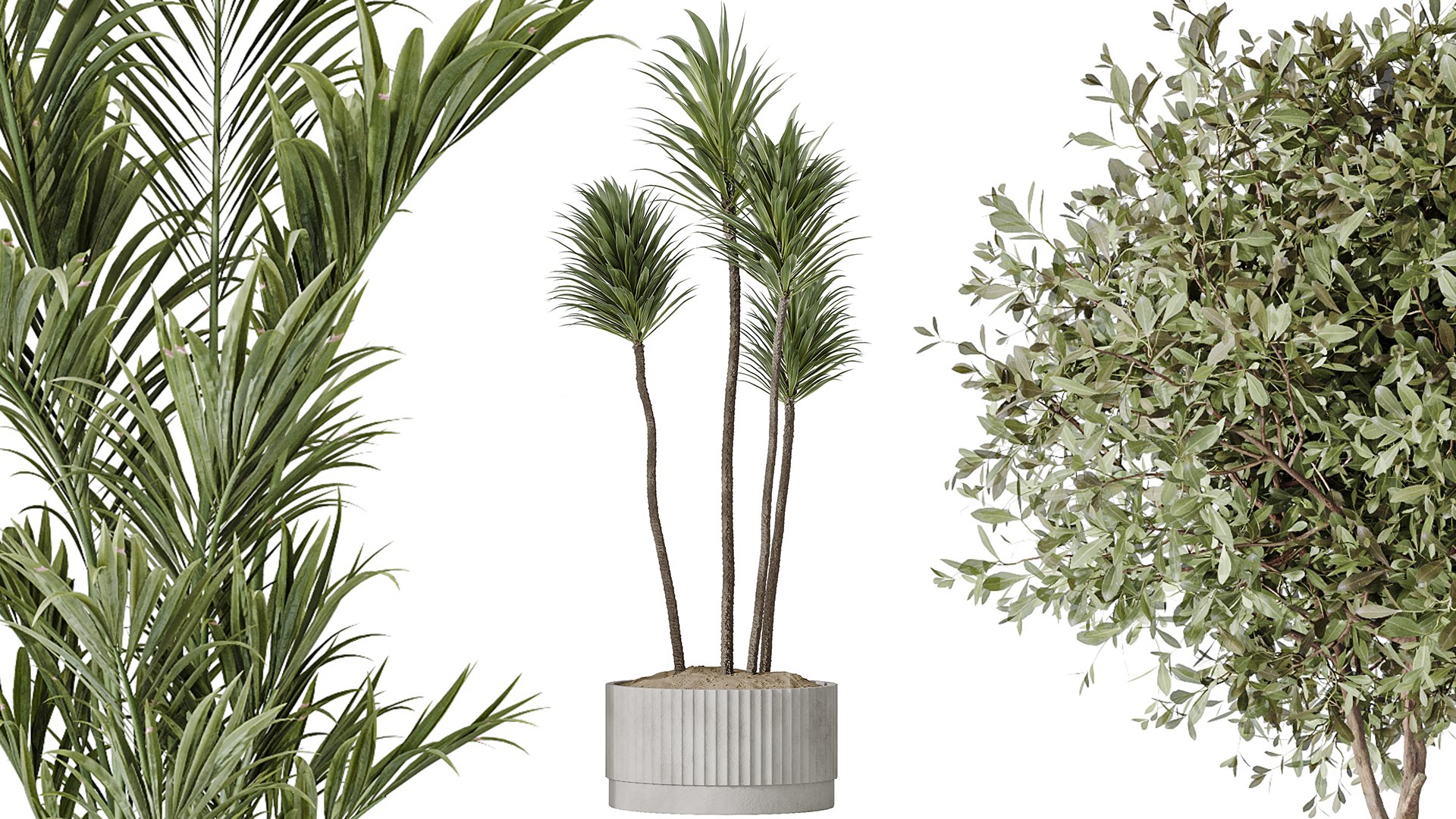 AV Indoor Plants Set 183 Areca Majesty Palm And ParadiseBird And Lemon ...