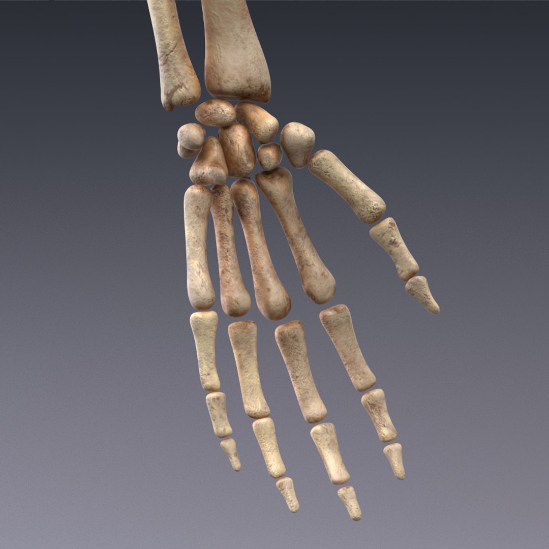 3D Human Anatomy Animated Unity Included Model - TurboSquid 2342834