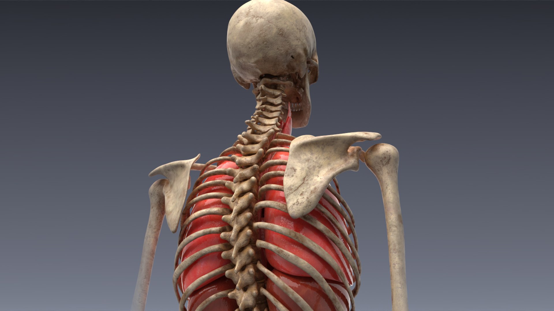 3D Human Anatomy Animated Unity Included Model - TurboSquid 2342834