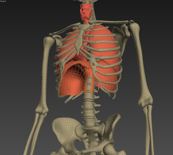 modelo 3d Anatomía humana Animación Unity incluida - TurboSquid 2342834