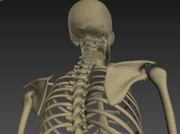 modelo 3d Anatomía humana Animación Unity incluida - TurboSquid 2342834