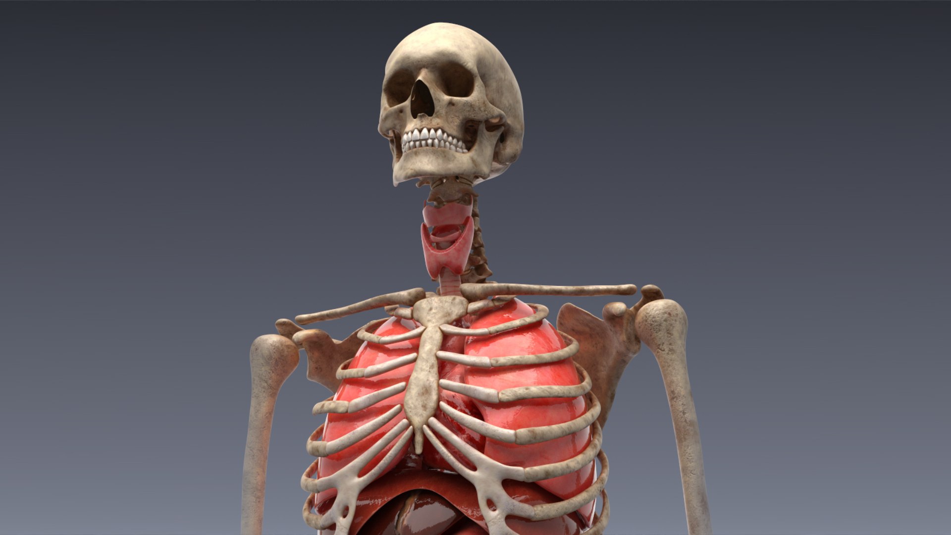 3D Human Anatomy Animated Unity Included Model - TurboSquid 2342834