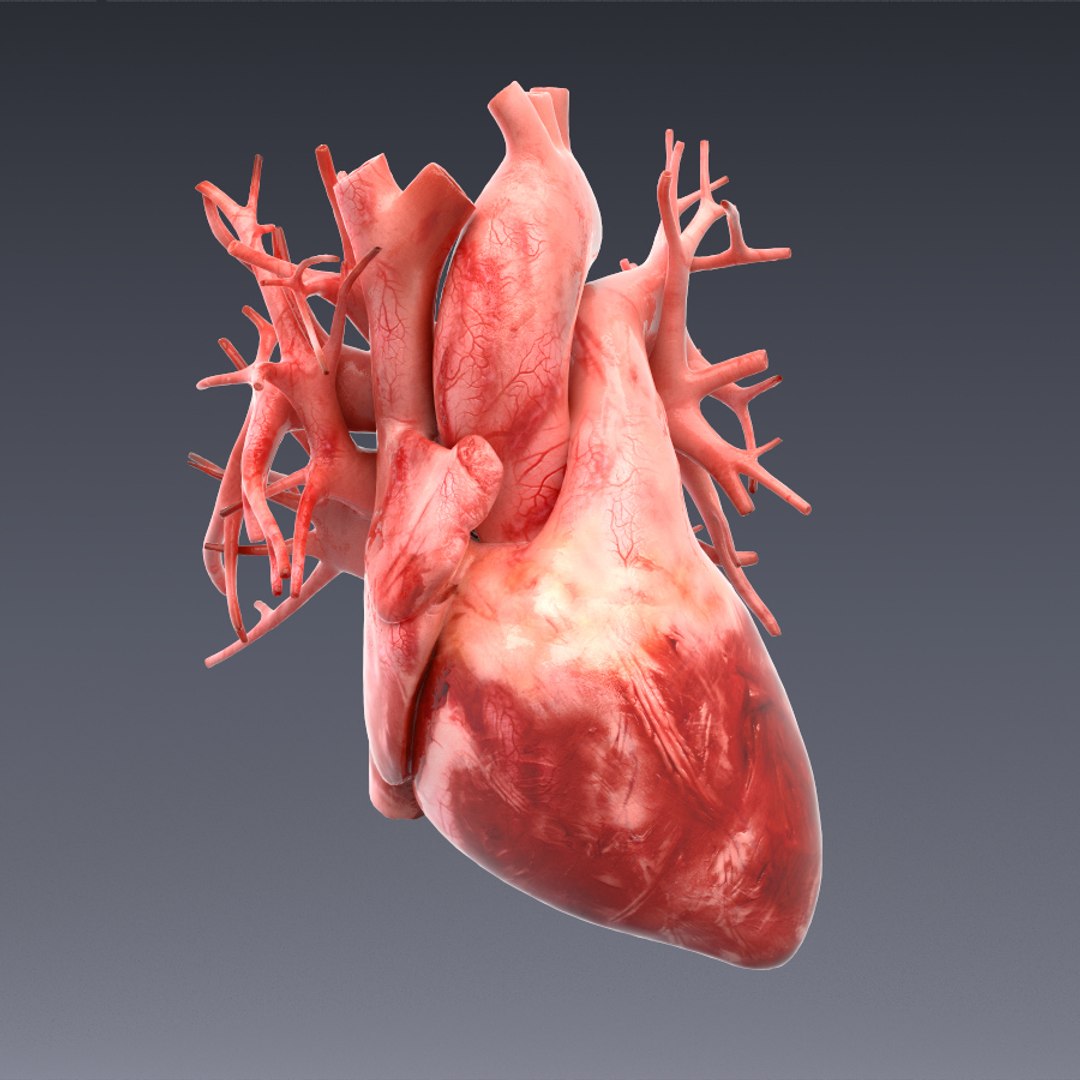 3D Human Anatomy Animated Unity Included Model - TurboSquid 2342834