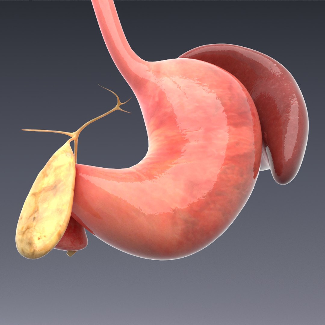 3D Human Anatomy Animated Unity Included Model - TurboSquid 2342834