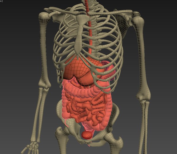 modelo 3d Anatomía humana Animación Unity incluida - TurboSquid 2342834