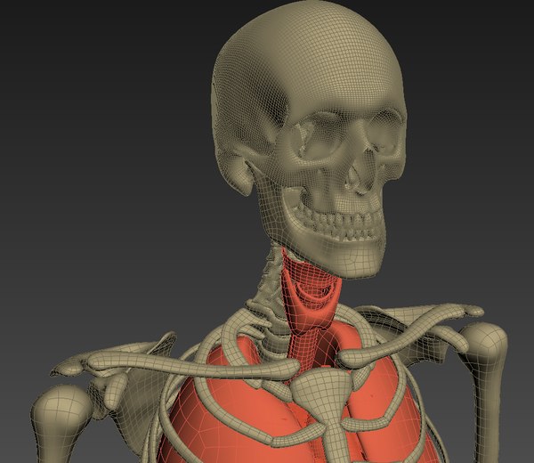 modelo 3d Anatomía humana Animación Unity incluida - TurboSquid 2342834