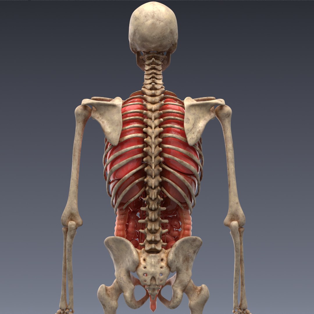 3D Human Anatomy Animated Unity Included Model - TurboSquid 2342834