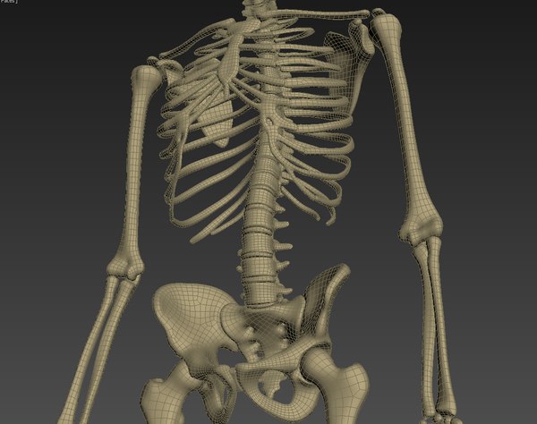 modelo 3d Anatomía humana Animación Unity incluida - TurboSquid 2342834