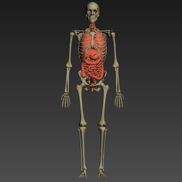 modelo 3d Anatomía humana Animación Unity incluida - TurboSquid 2342834