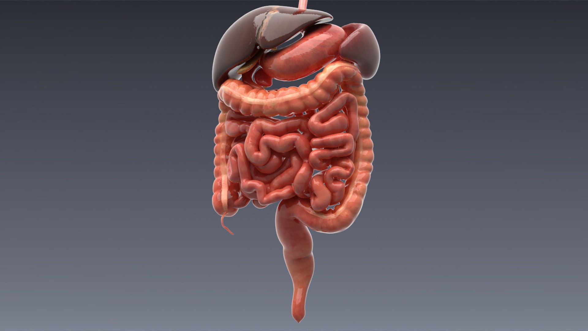 3D Human Anatomy Animated Unity Included Model - TurboSquid 2342834