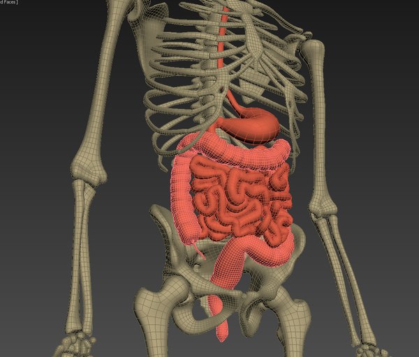 modelo 3d Anatomía humana Animación Unity incluida - TurboSquid 2342834