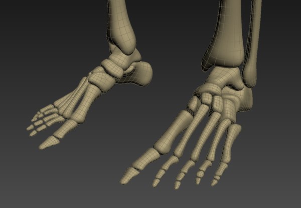 modelo 3d Anatomía humana Animación Unity incluida - TurboSquid 2342834