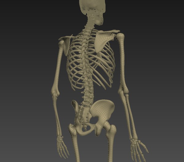 modelo 3d Anatomía humana Animación Unity incluida - TurboSquid 2342834