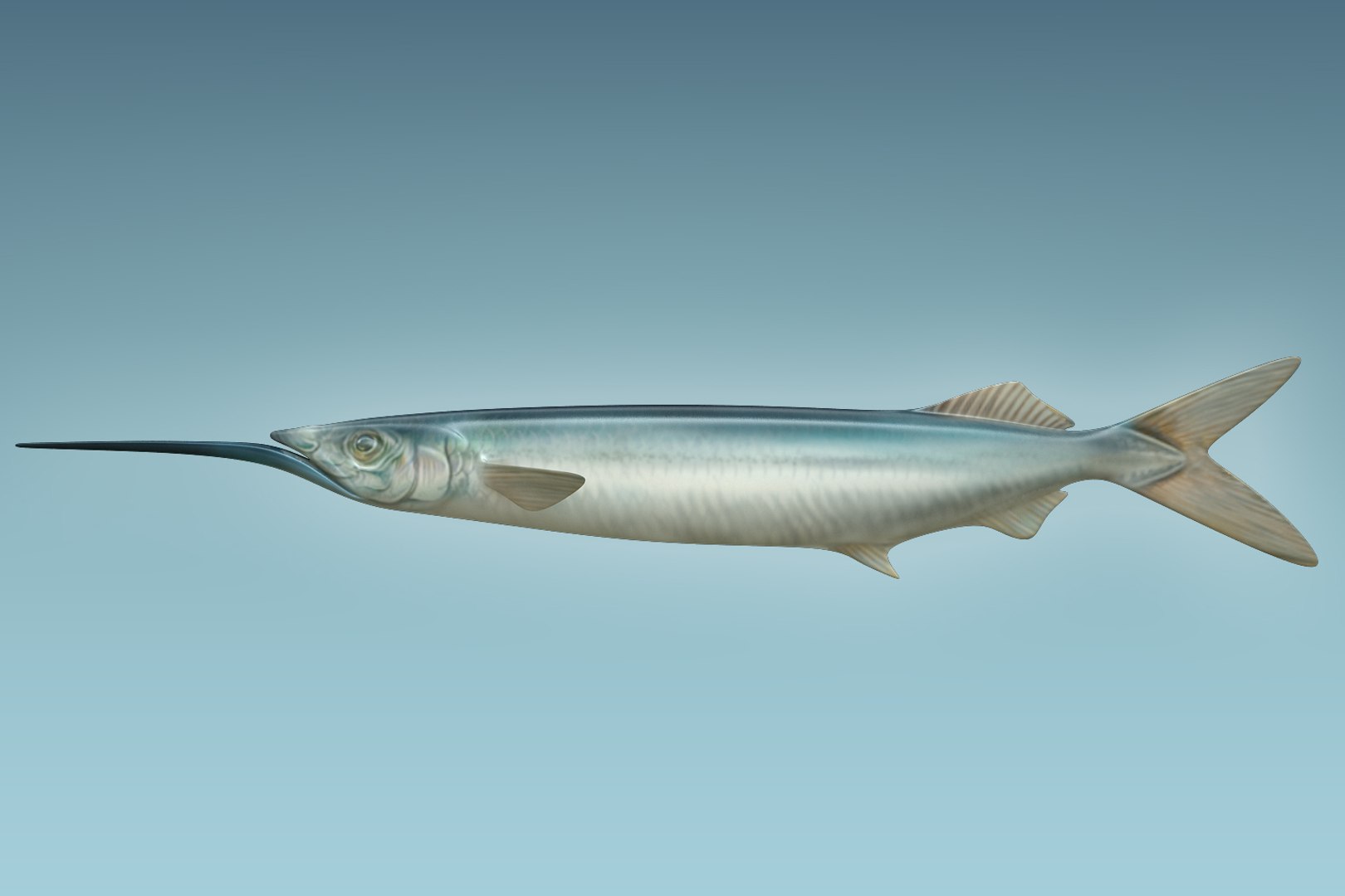 Ballyhoo Fish 3D Model - TurboSquid 1202948