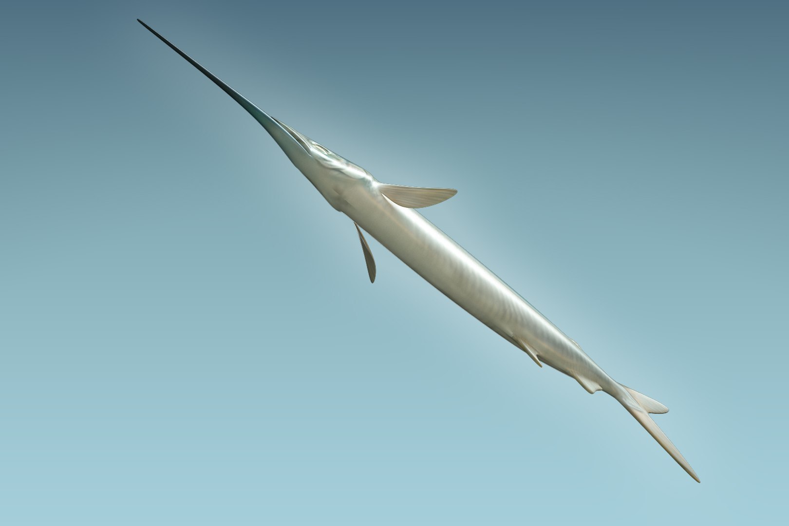 Ballyhoo Fish 3D Model - TurboSquid 1202948