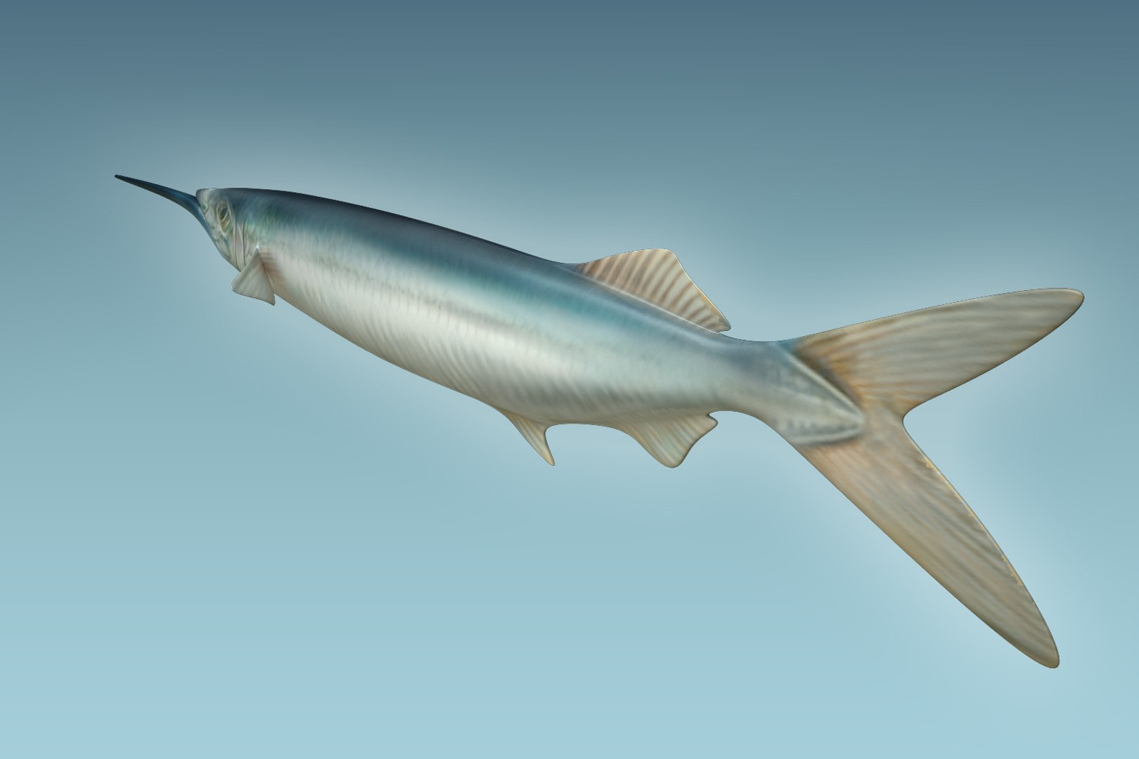Ballyhoo Fish 3D Model - TurboSquid 1202948