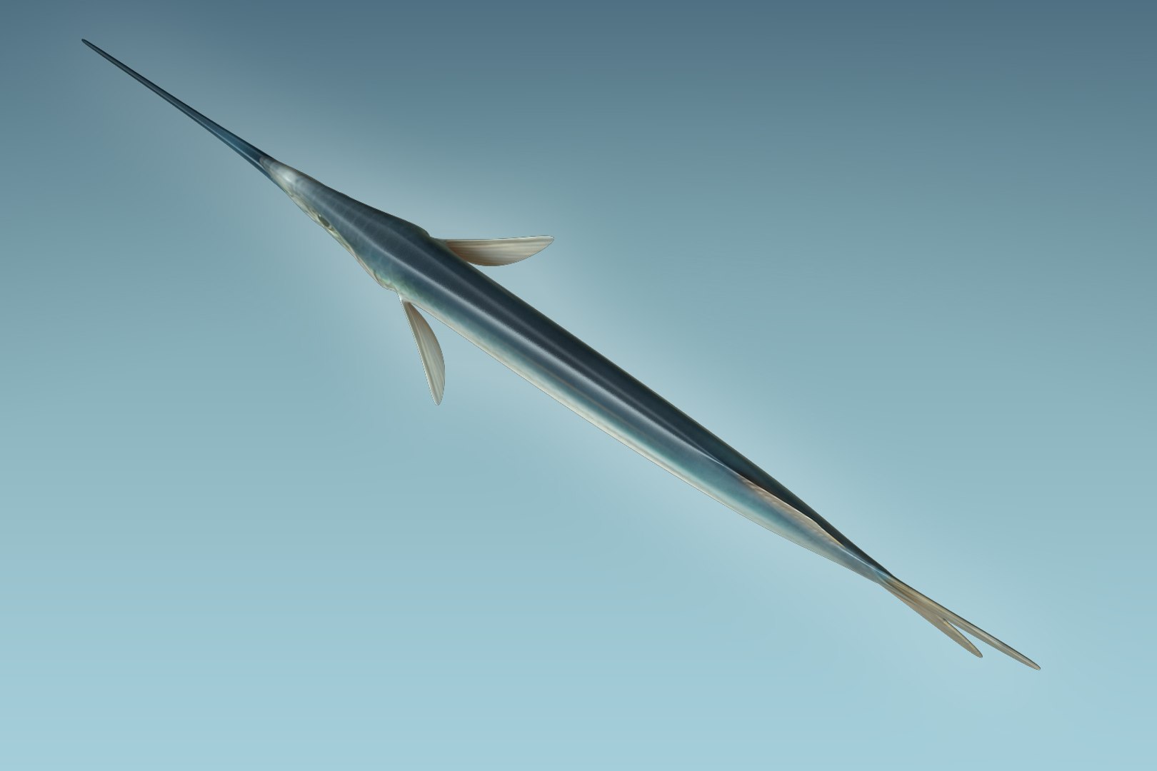 Ballyhoo Fish 3D Model - TurboSquid 1202948