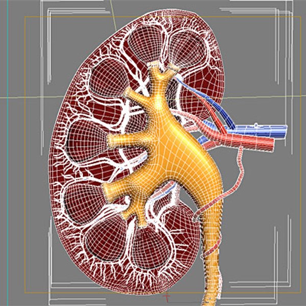 human kidney 3d model