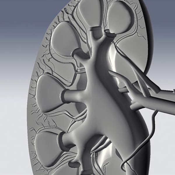 human kidney 3d model