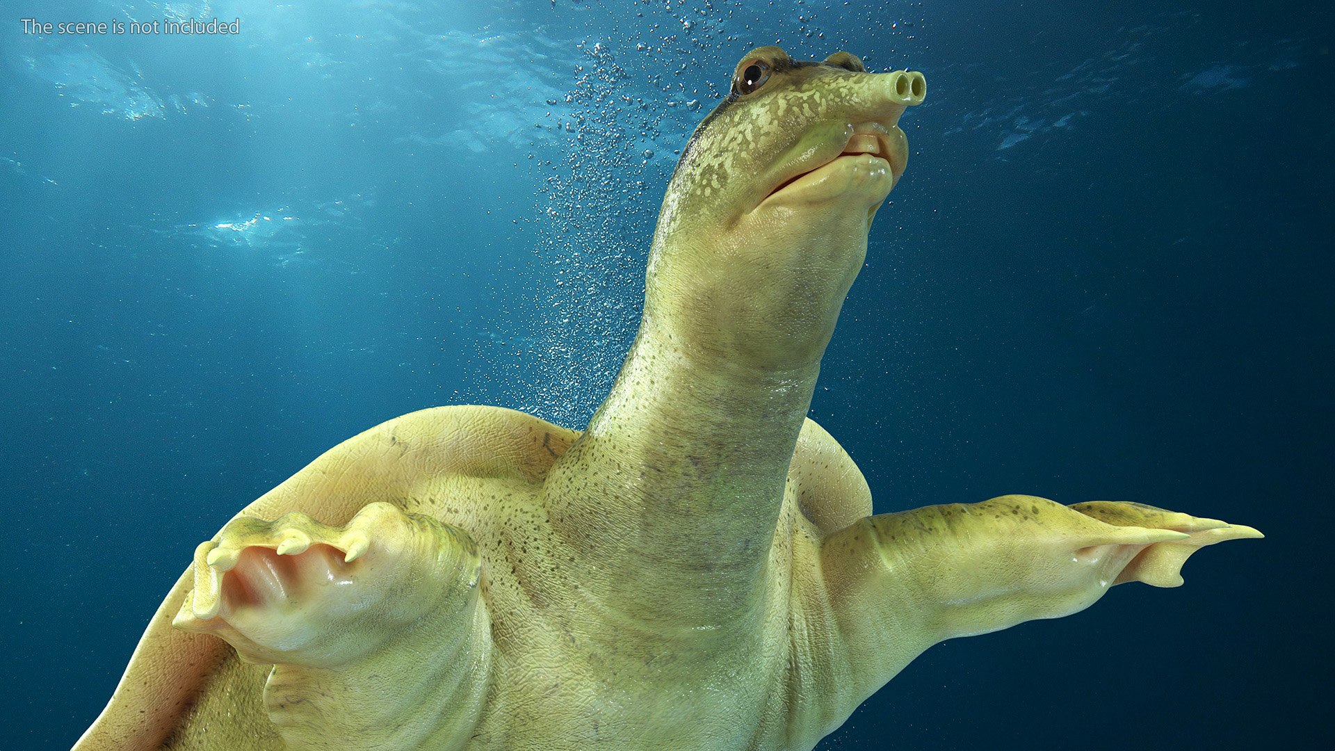 Realistic Chinese Softshell Turtle 3D Model - TurboSquid 2218377