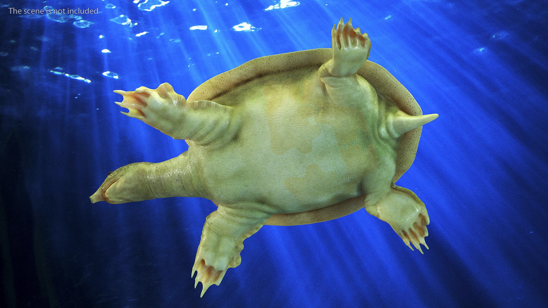 Realistic Chinese Softshell Turtle 3D Model - TurboSquid 2218377