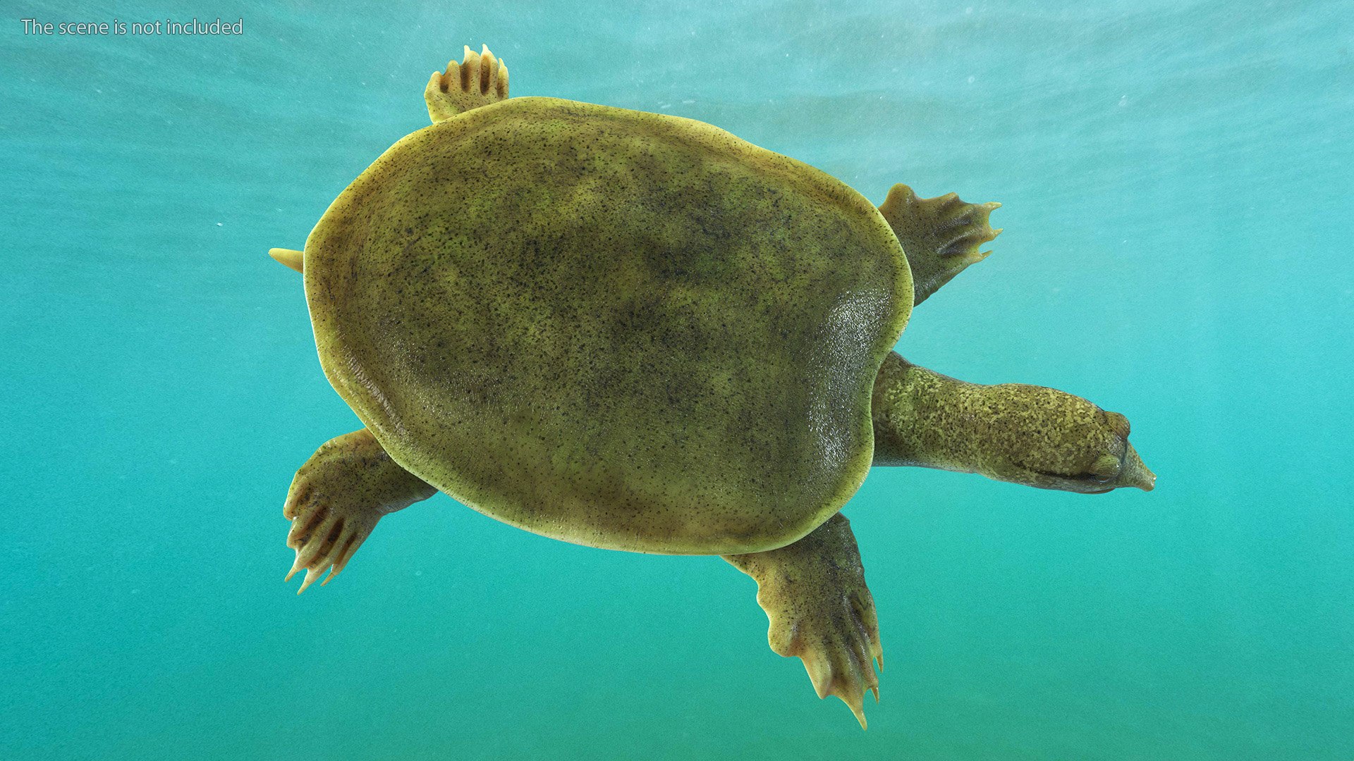 Realistic Chinese Softshell Turtle 3D Model - TurboSquid 2218377