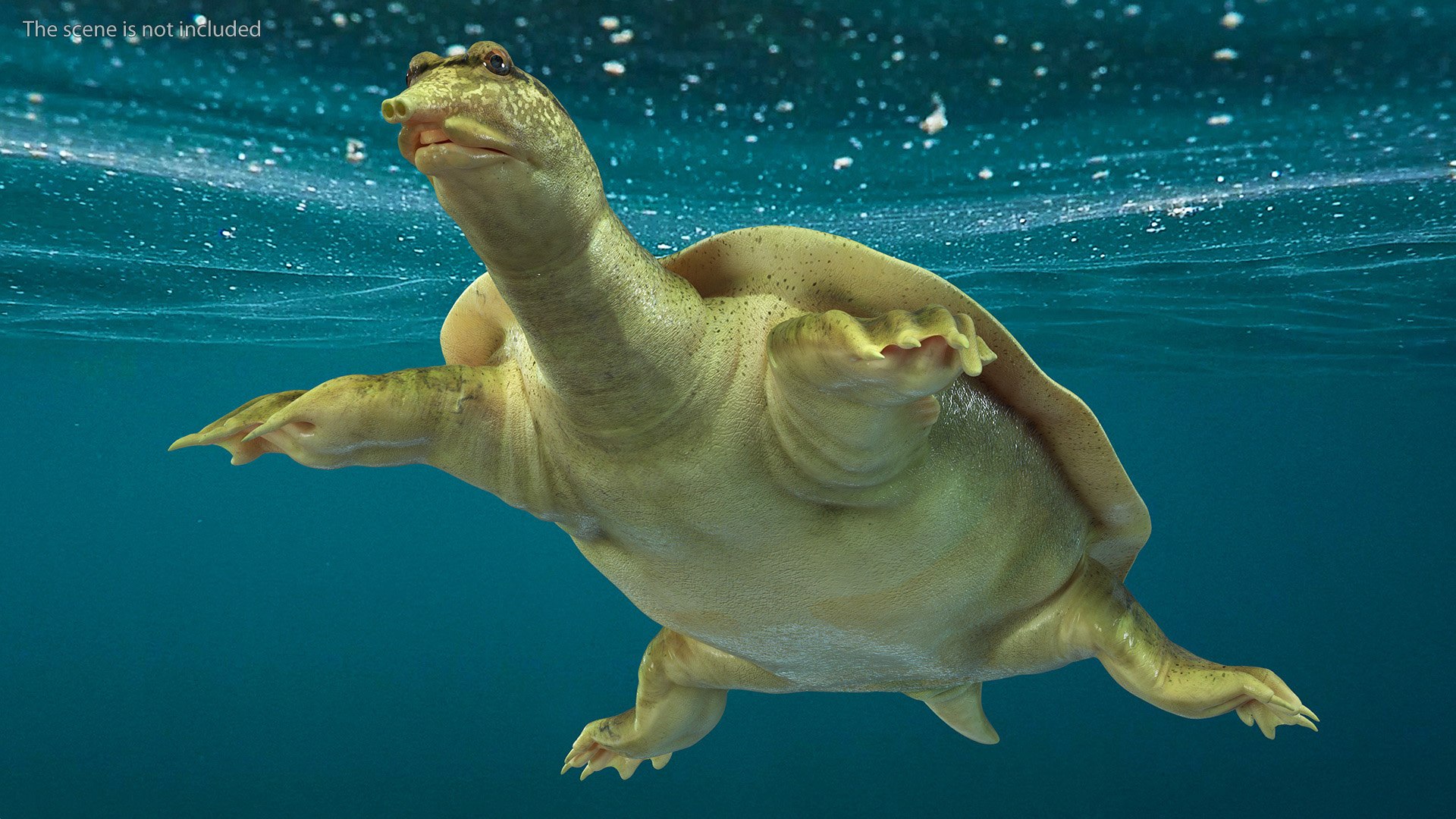 Realistic Chinese Softshell Turtle 3D Model - TurboSquid 2218377