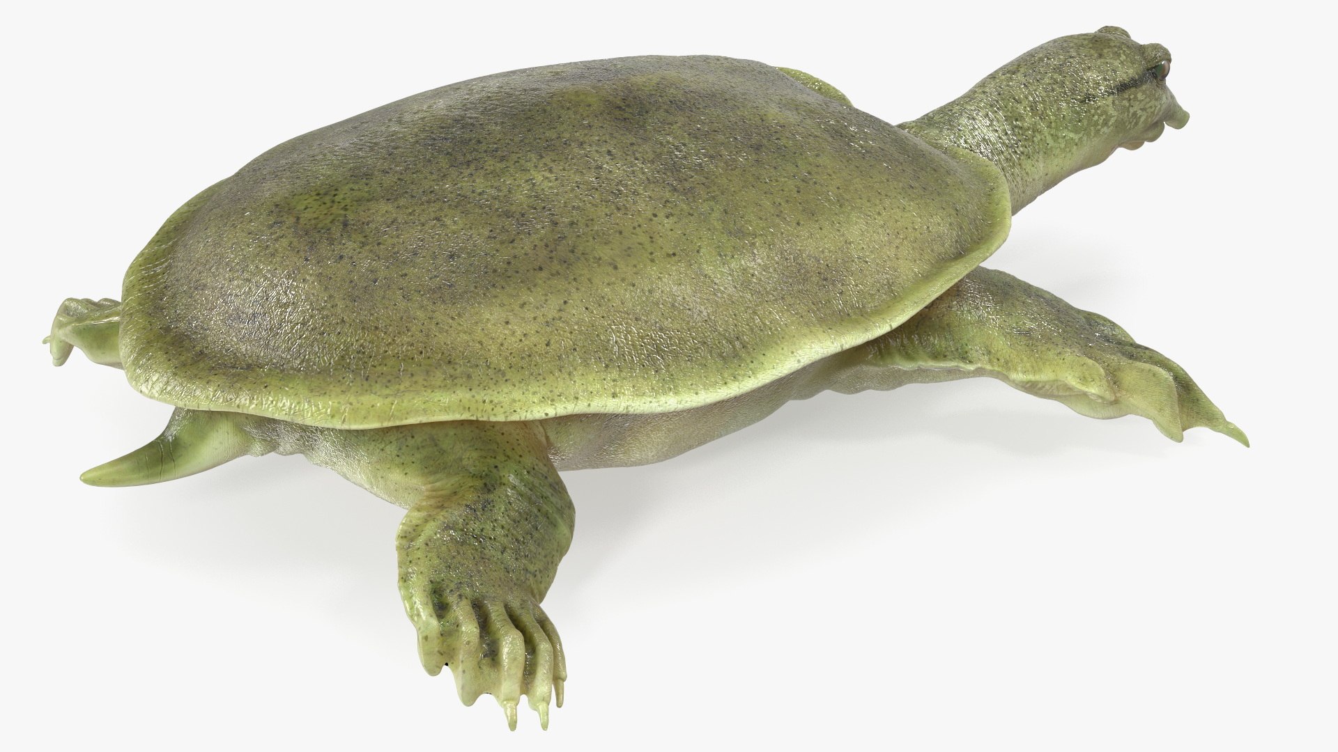 Realistic Chinese Softshell Turtle 3D Model - TurboSquid 2218377