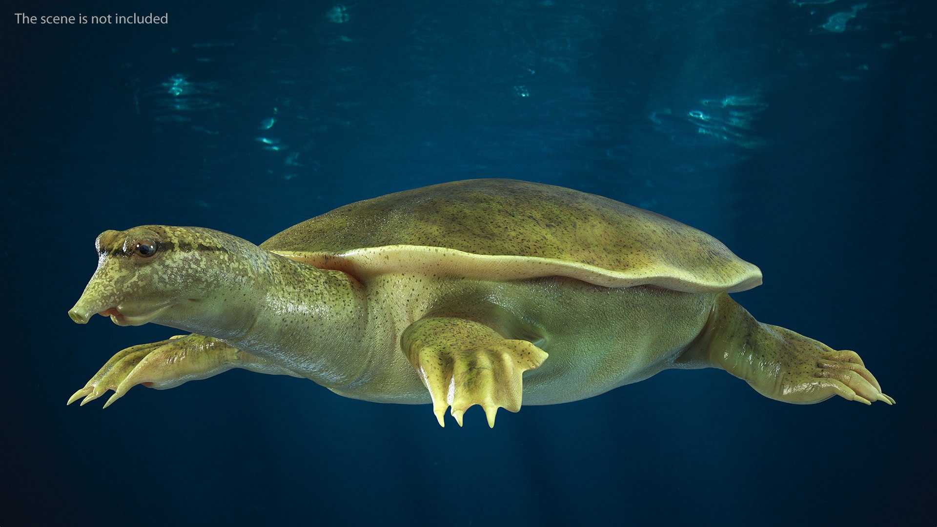 Realistic Chinese Softshell Turtle 3D Model - TurboSquid 2218377