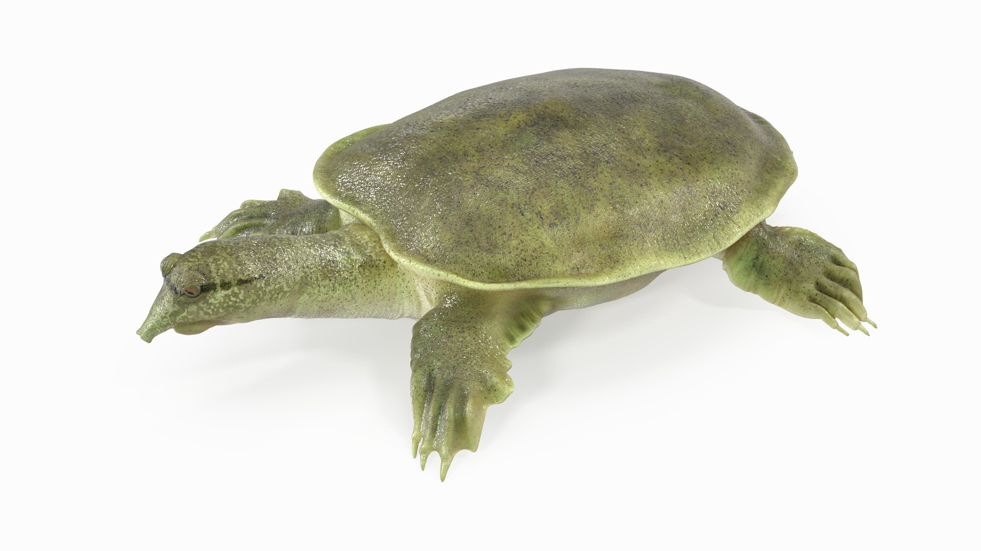 Realistic Chinese Softshell Turtle 3D Model - TurboSquid 2218377
