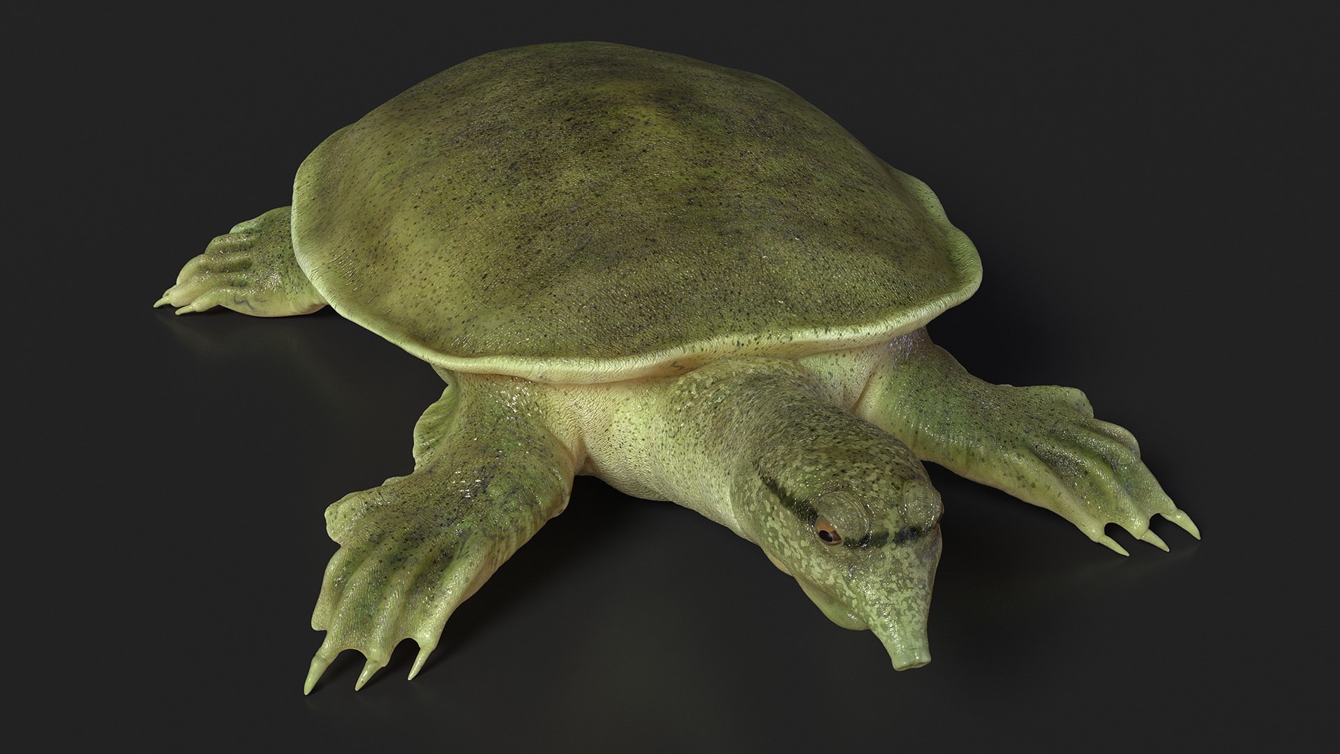 Realistic Chinese Softshell Turtle 3D Model - TurboSquid 2218377