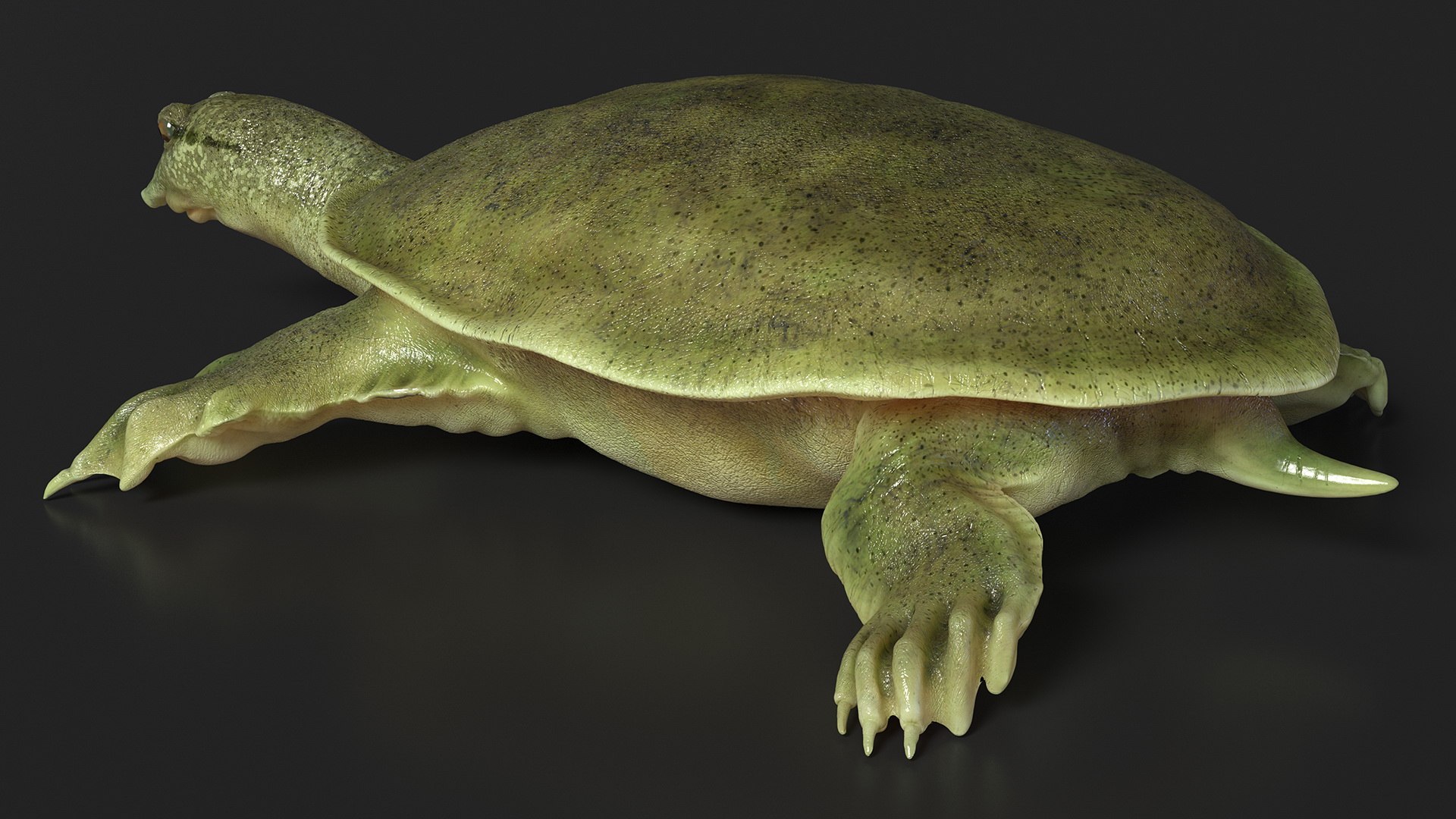 Realistic Chinese Softshell Turtle 3D Model - TurboSquid 2218377