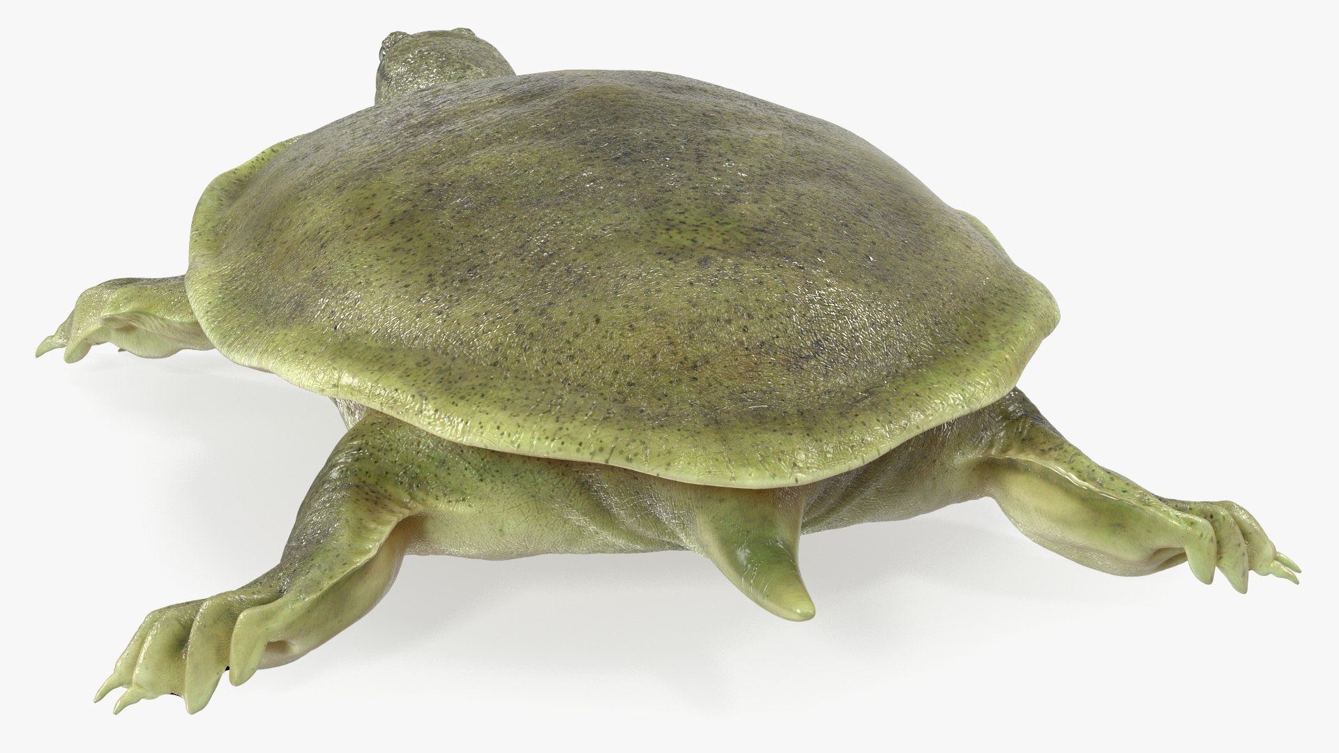 Realistic Chinese Softshell Turtle 3D Model - TurboSquid 2218377