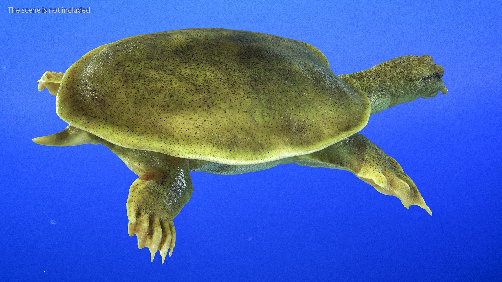 Realistic Chinese Softshell Turtle 3D Model - TurboSquid 2218377