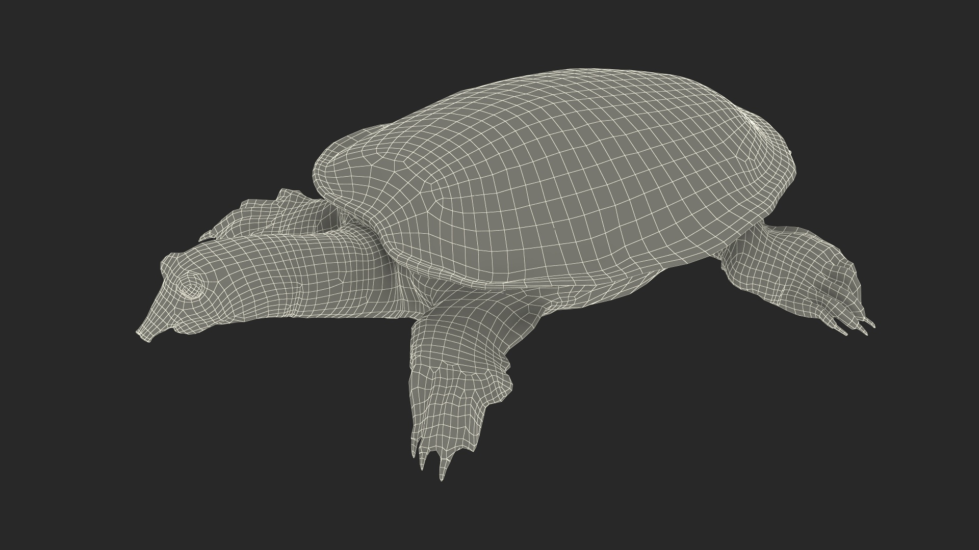 Realistic Chinese Softshell Turtle 3d Model Turbosquid 2218377 