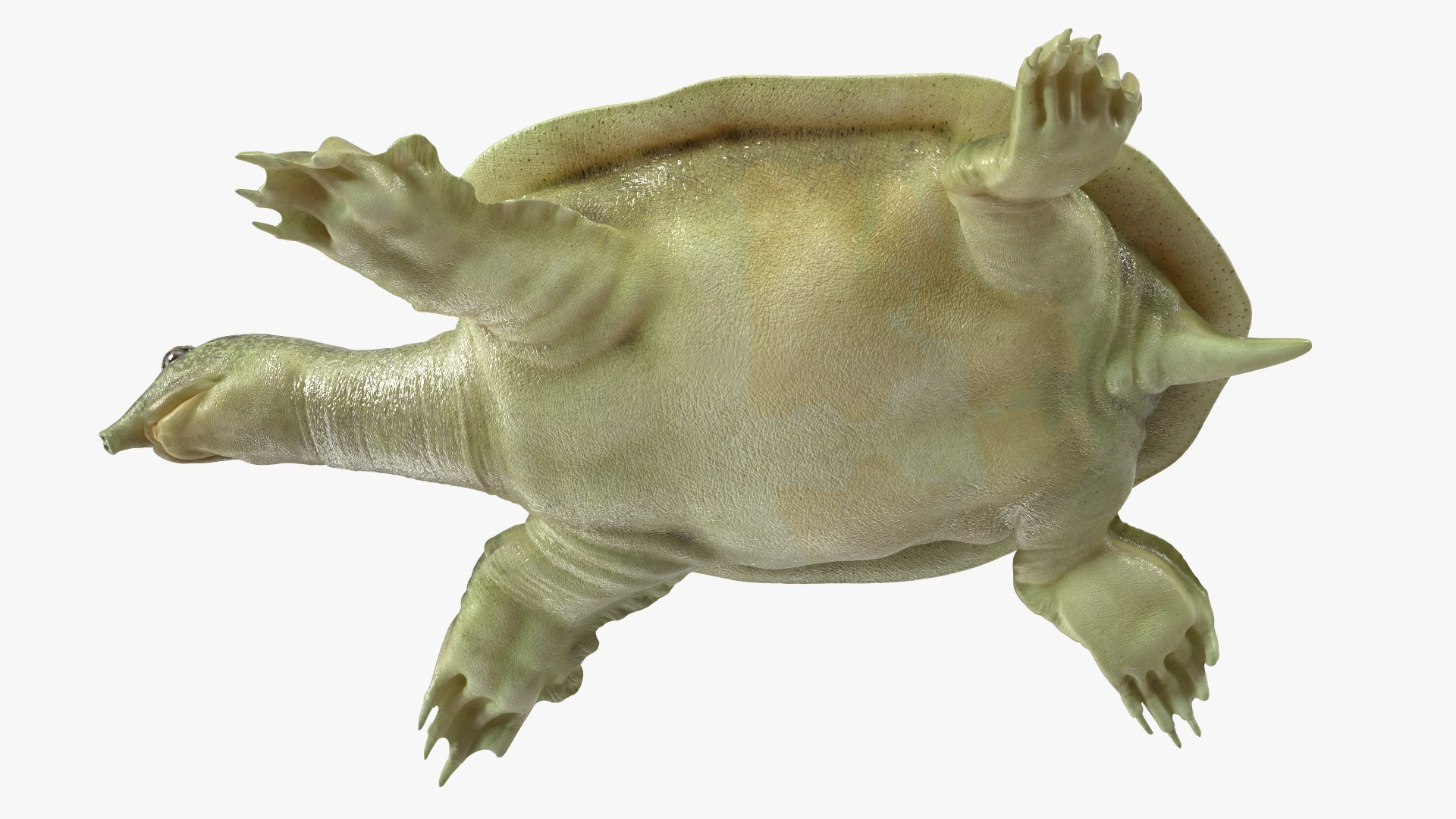 Realistic Chinese Softshell Turtle 3D Model - TurboSquid 2218377