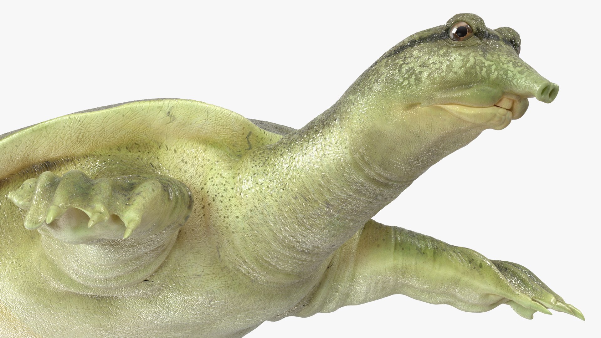 Realistic Chinese Softshell Turtle 3D Model - TurboSquid 2218377