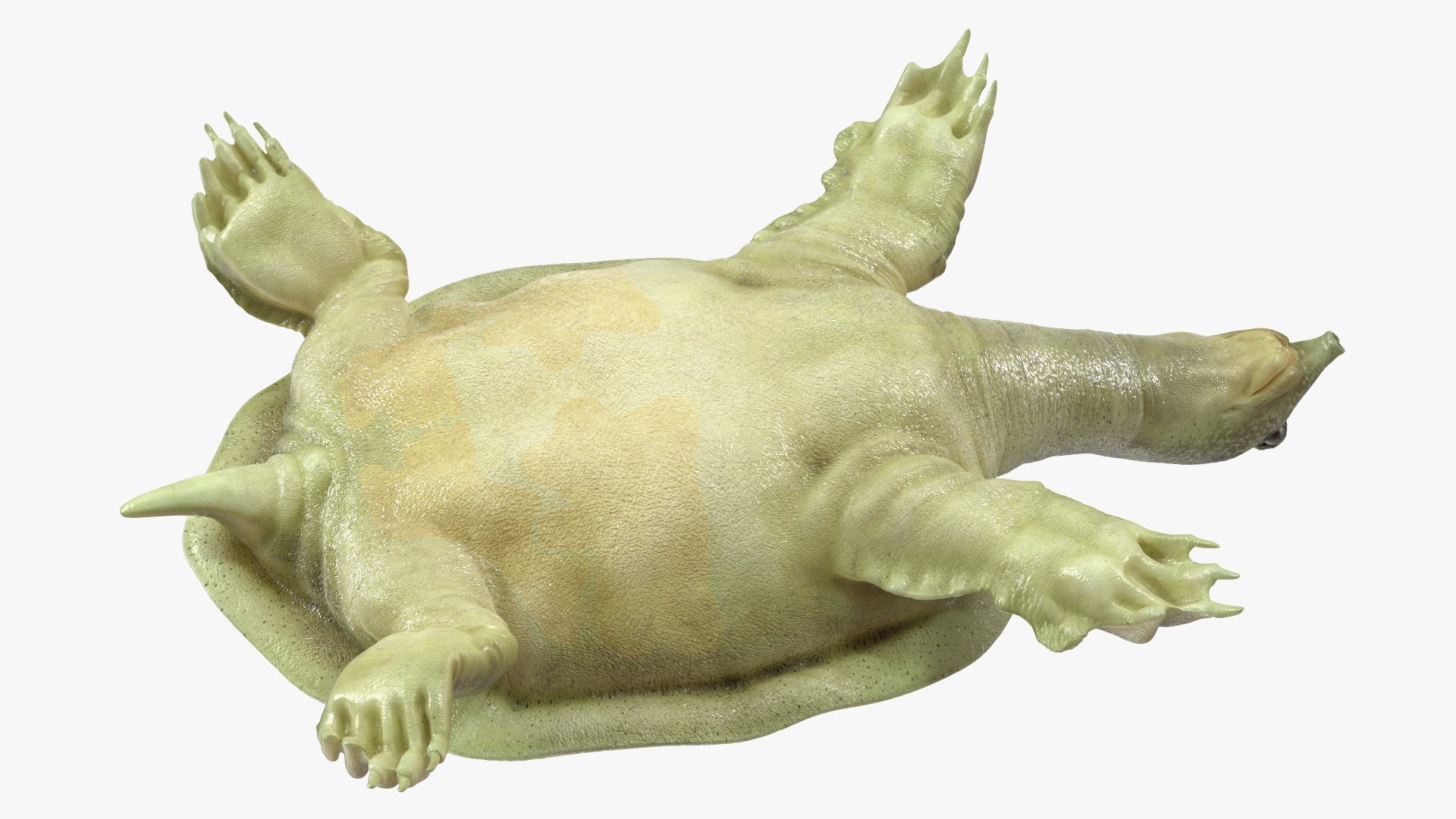 Realistic Chinese Softshell Turtle 3D Model - TurboSquid 2218377