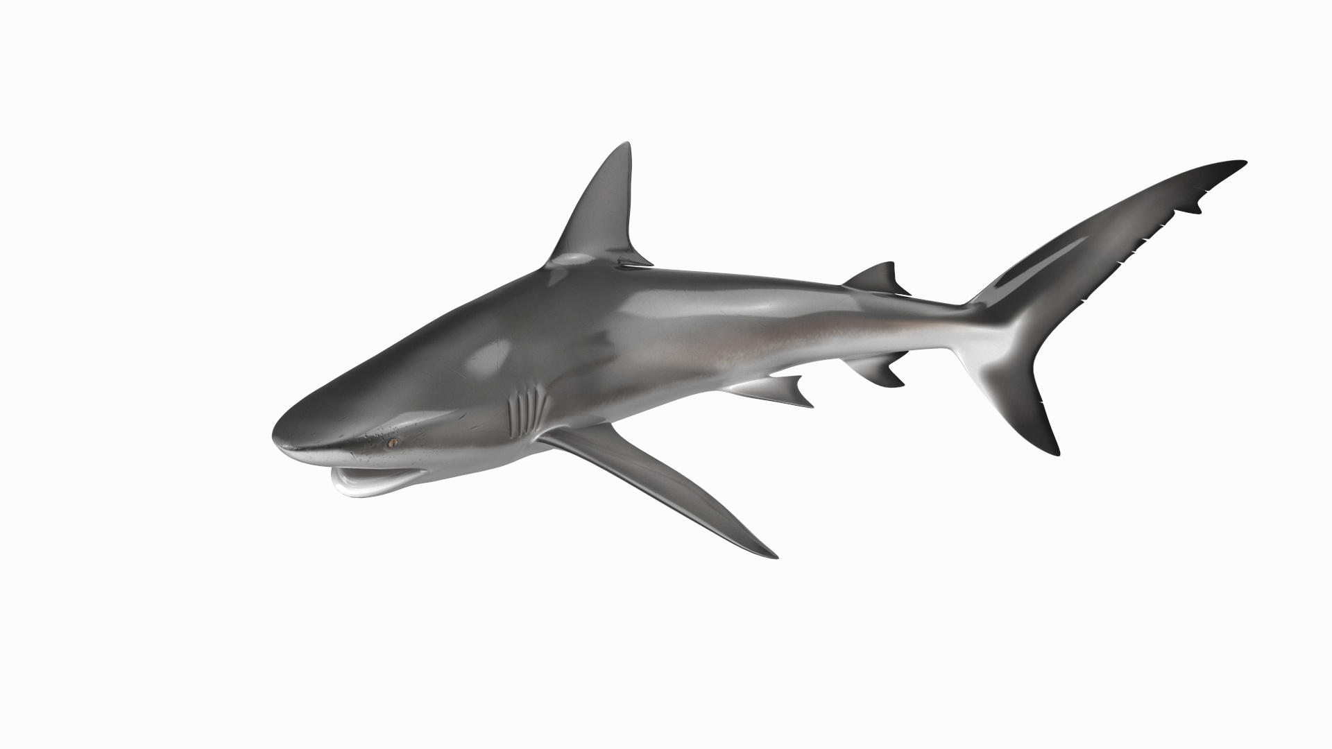 Carcharhinus Obscurus Shark 3D Model - TurboSquid 2244460