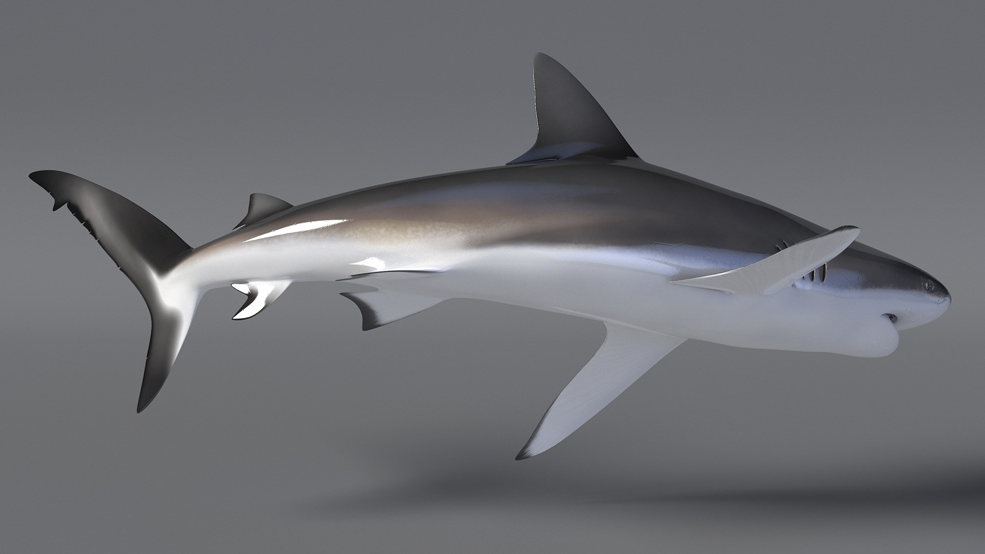 Carcharhinus Obscurus Shark 3D Model - TurboSquid 2244460