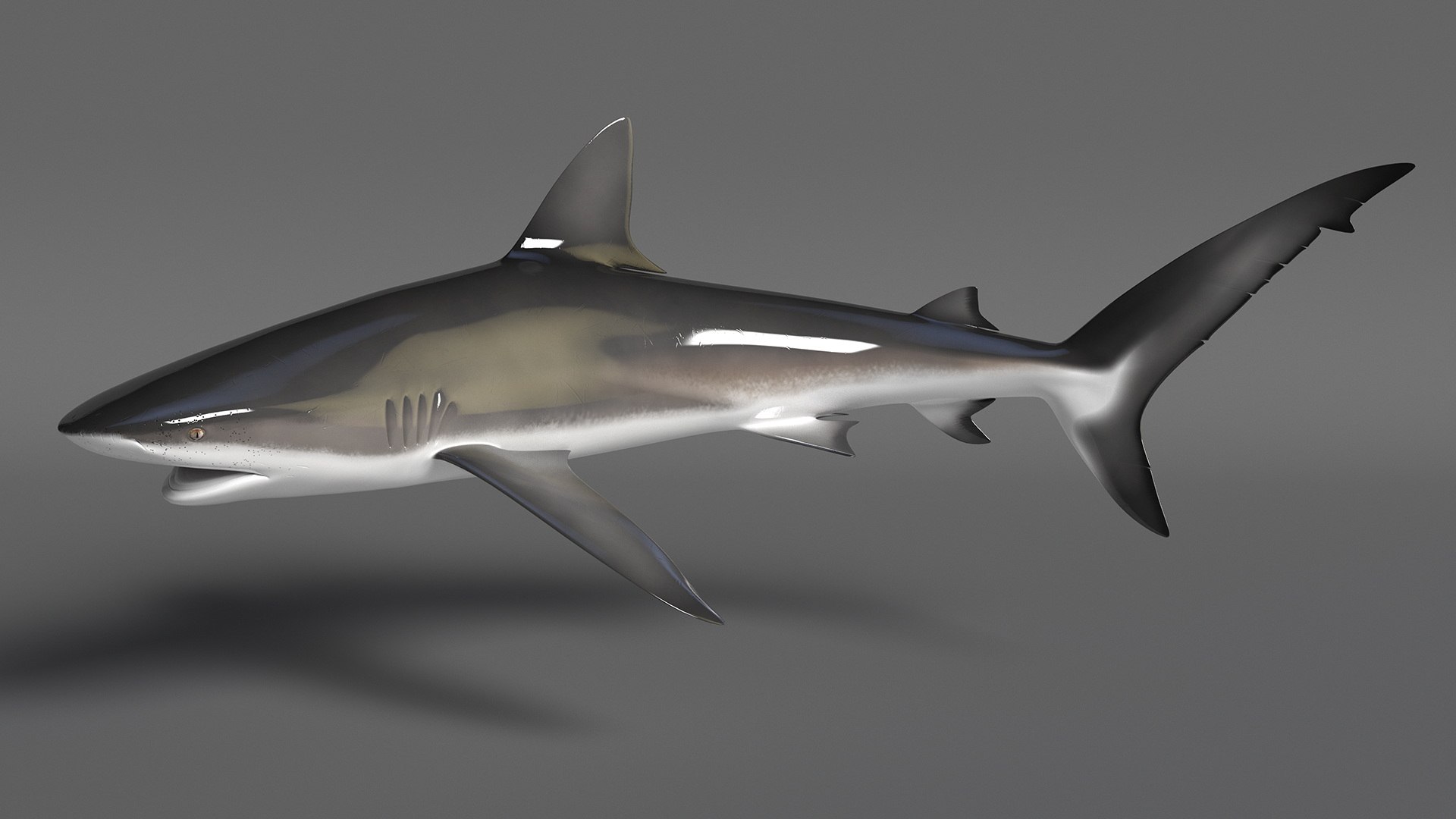 Carcharhinus Obscurus Shark 3D Model - TurboSquid 2244460