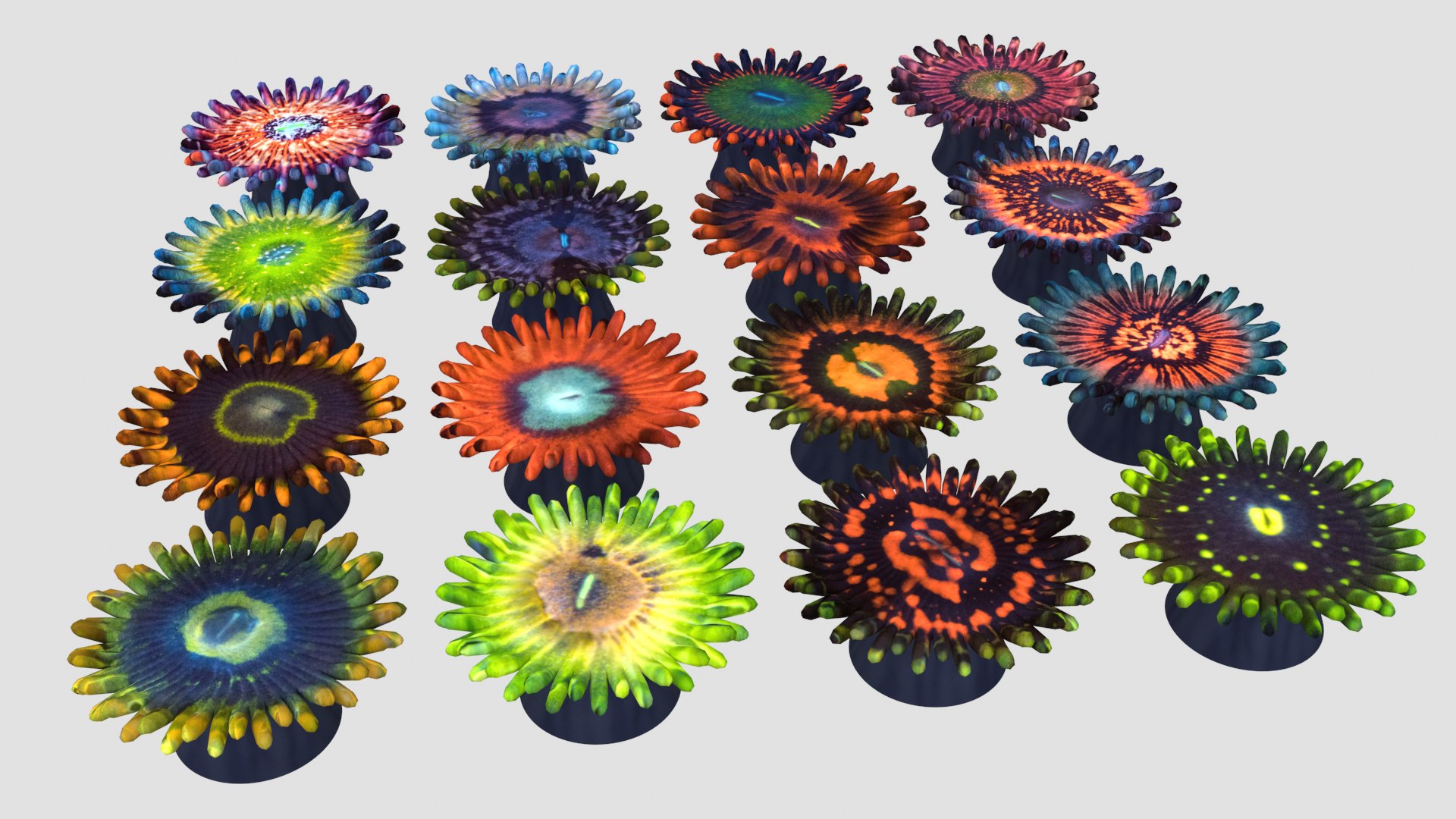 Zoanthid corals 3D - TurboSquid 1551177