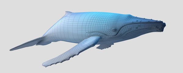 3d humpback whale
