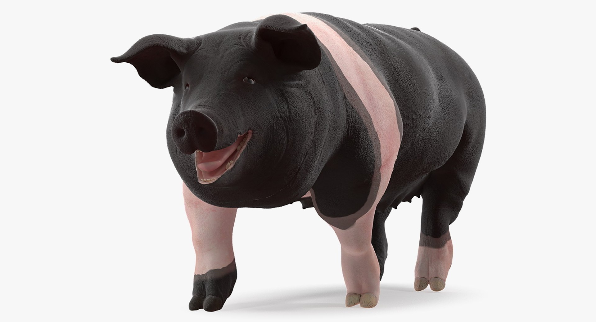 3D Model Hampshire Pig Sow Walking - TurboSquid 1355713
