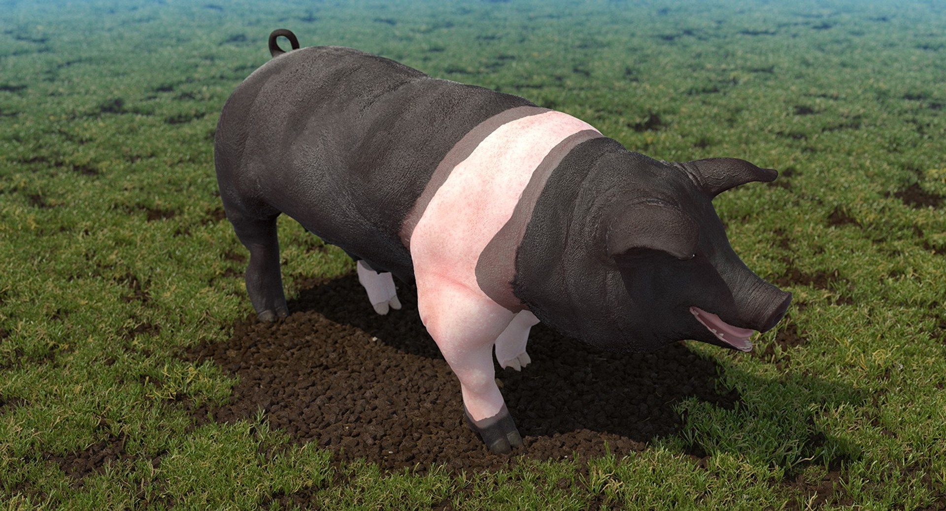 3D Model Hampshire Pig Sow Walking - TurboSquid 1355713