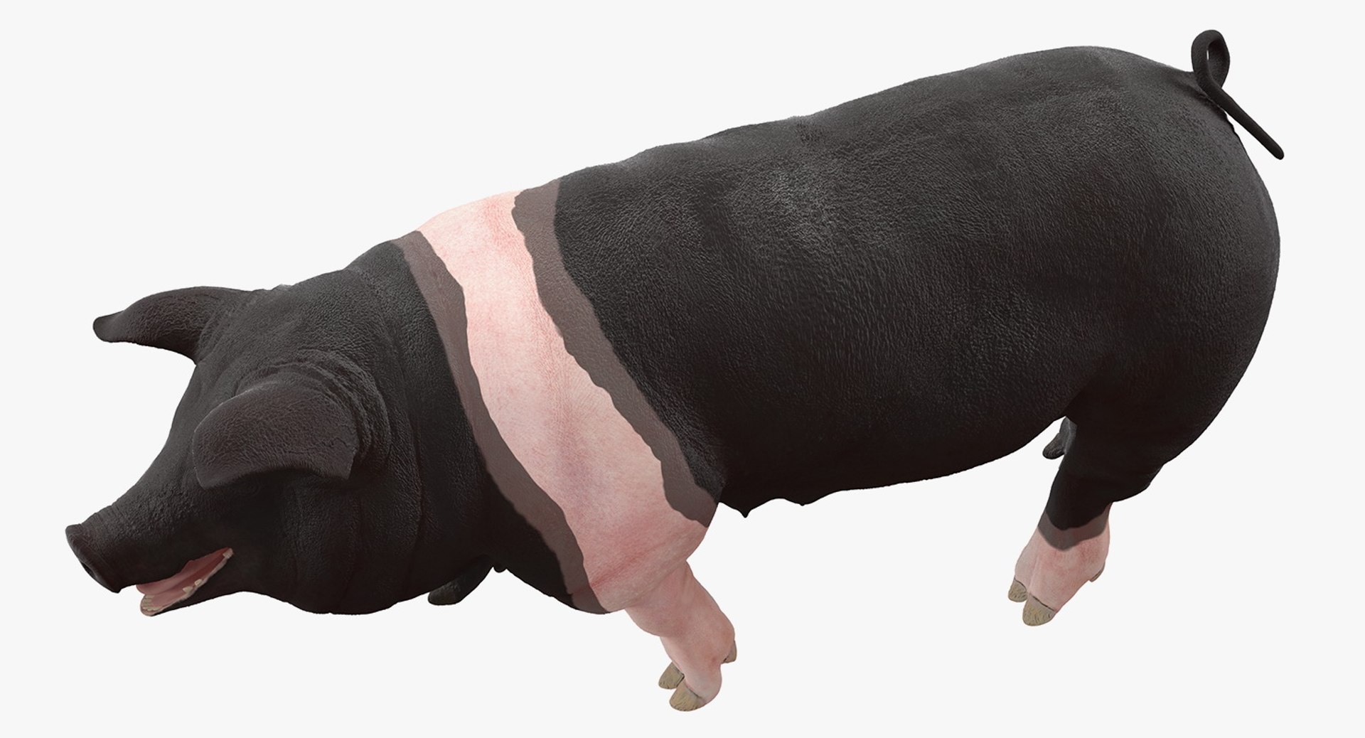 3D Model Hampshire Pig Sow Walking - TurboSquid 1355713