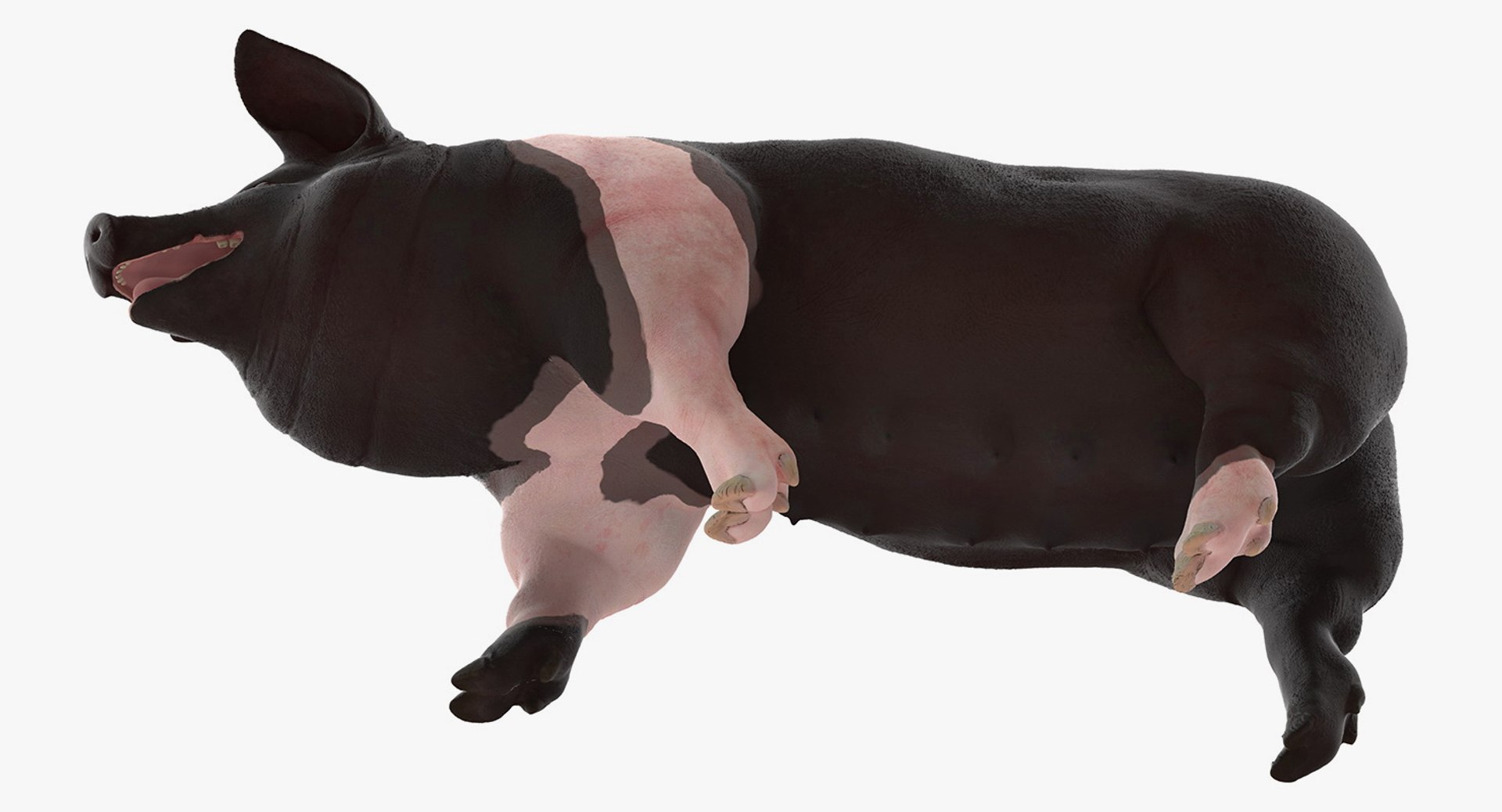 3D Model Hampshire Pig Sow Walking - TurboSquid 1355713