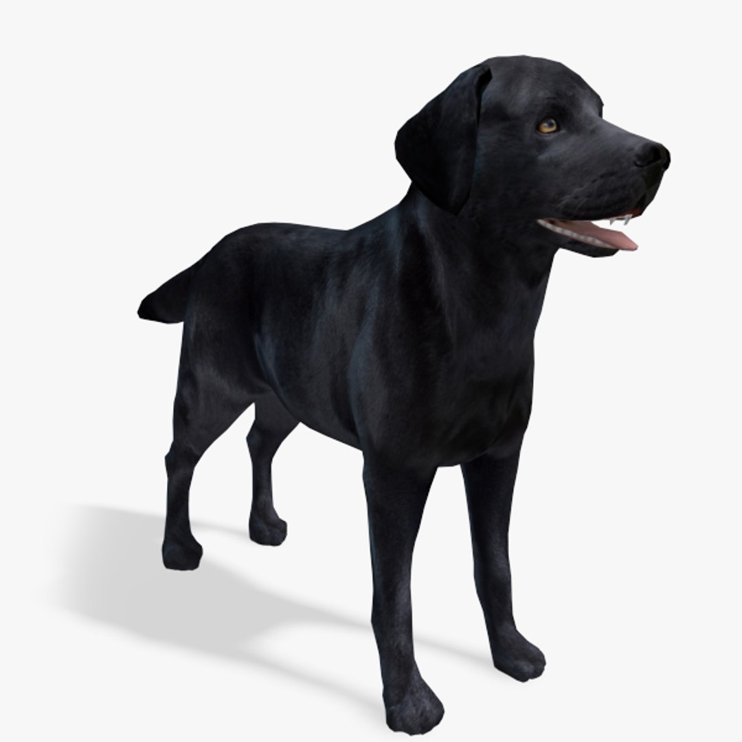Model S Dog Labrador Black