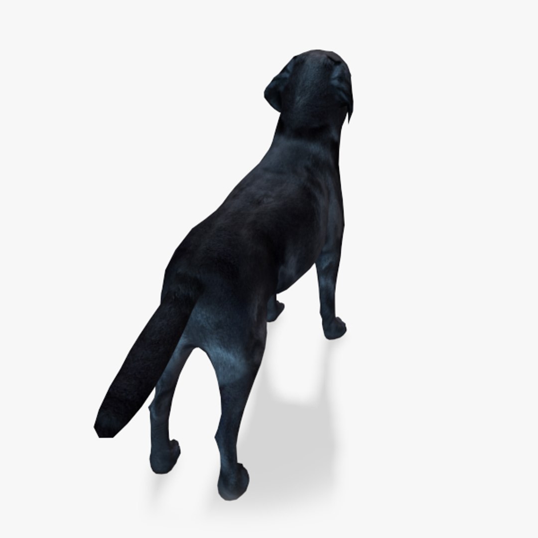 Model S Dog Labrador Black