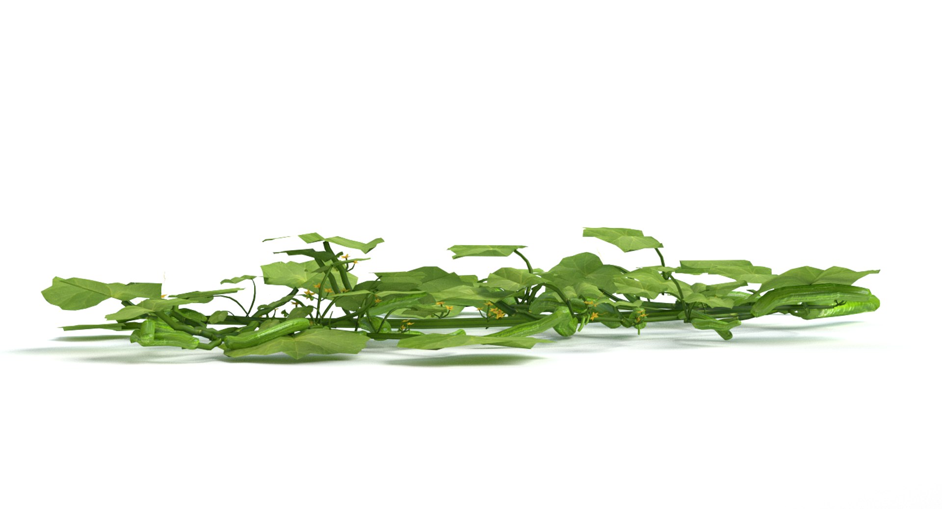 3d Cucumber Plant Model